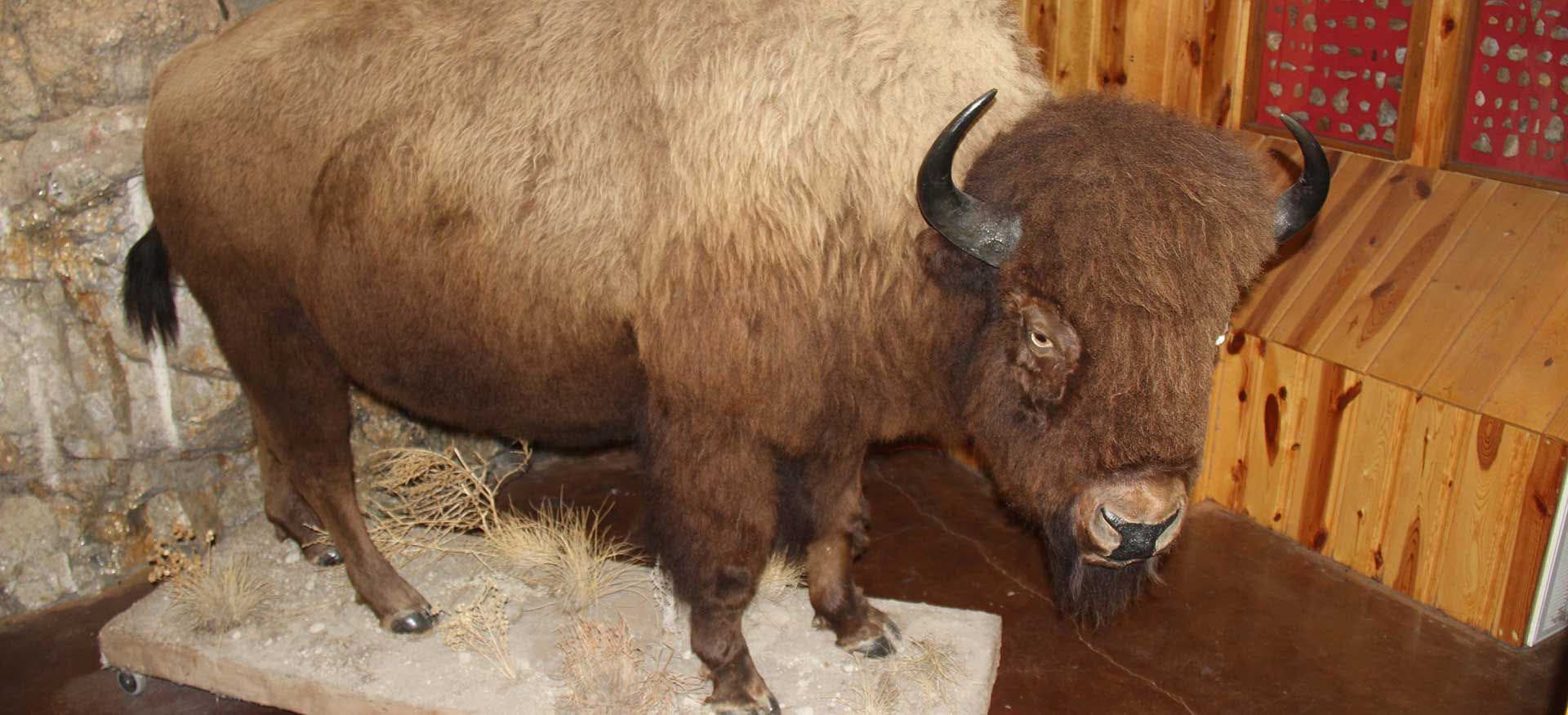Crazy Horse Memorial® - American Bison Exhibit
